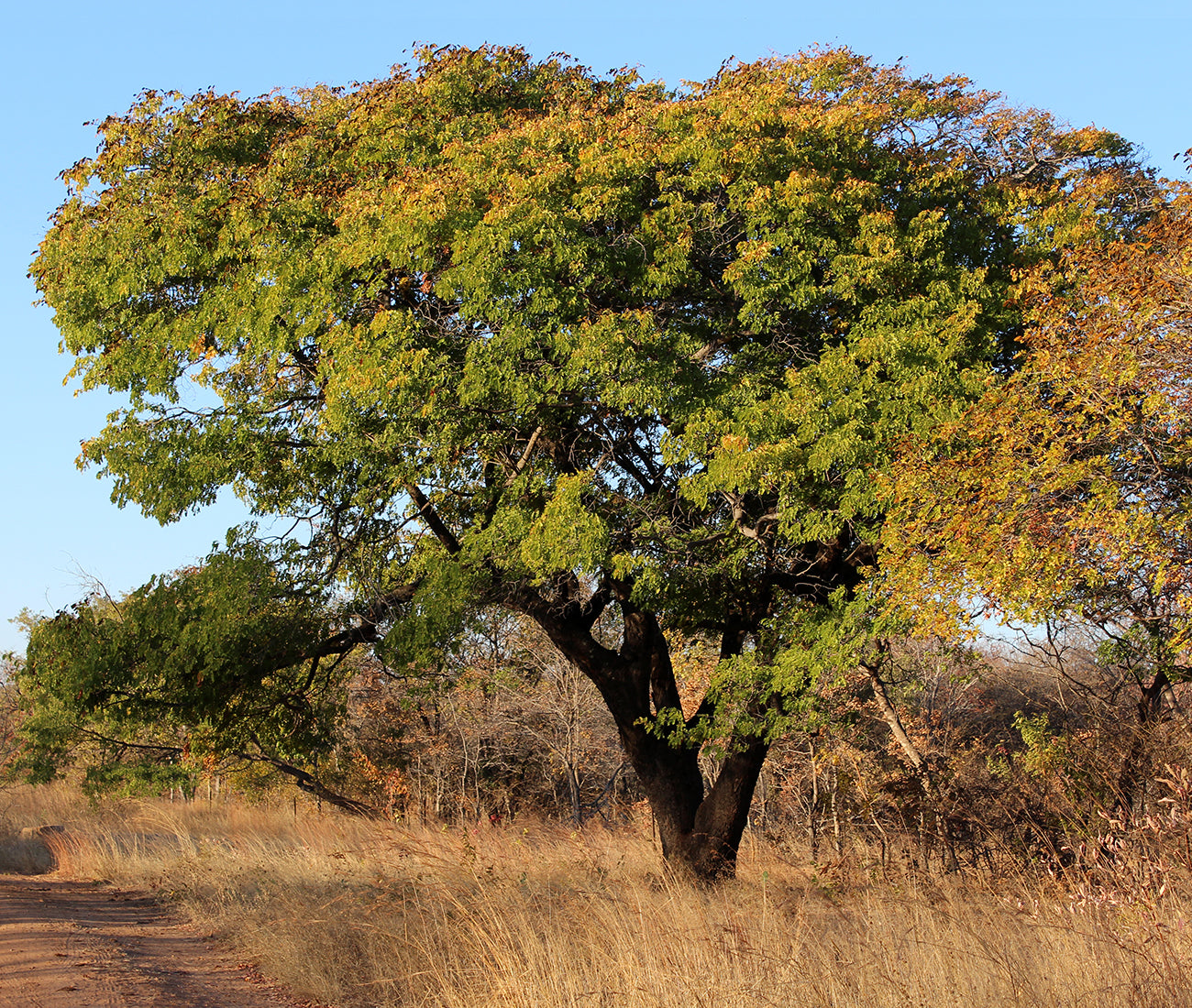 African Grasslands Jackalberry Tree